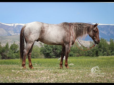 Rojos Blue Cheyn ~ 2019 AQHA Gelding ~ TRAIL HORSE DELUXE ~ Gentle, Kind and In-your-Pocket Friendly