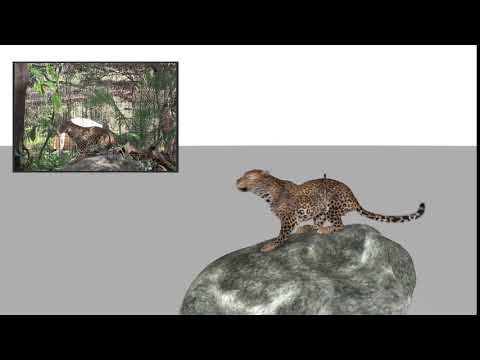 Leopard Animation by Daniel Amor – Truong CG Artist
