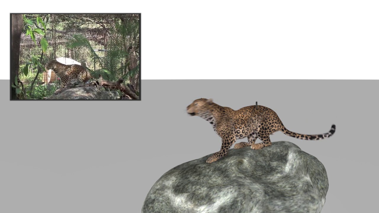 Leopard Animation by Daniel Amor