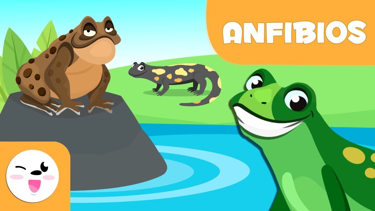 Los anfibios para niños - Animales vertebrados - Ciencias naturales para niños