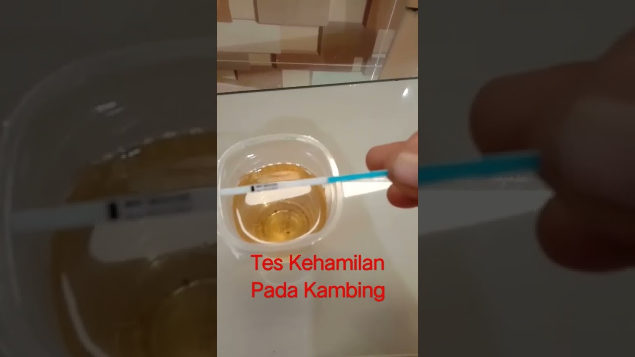 #shorts . Tes kehamilan Pada Kambing Dan Domba