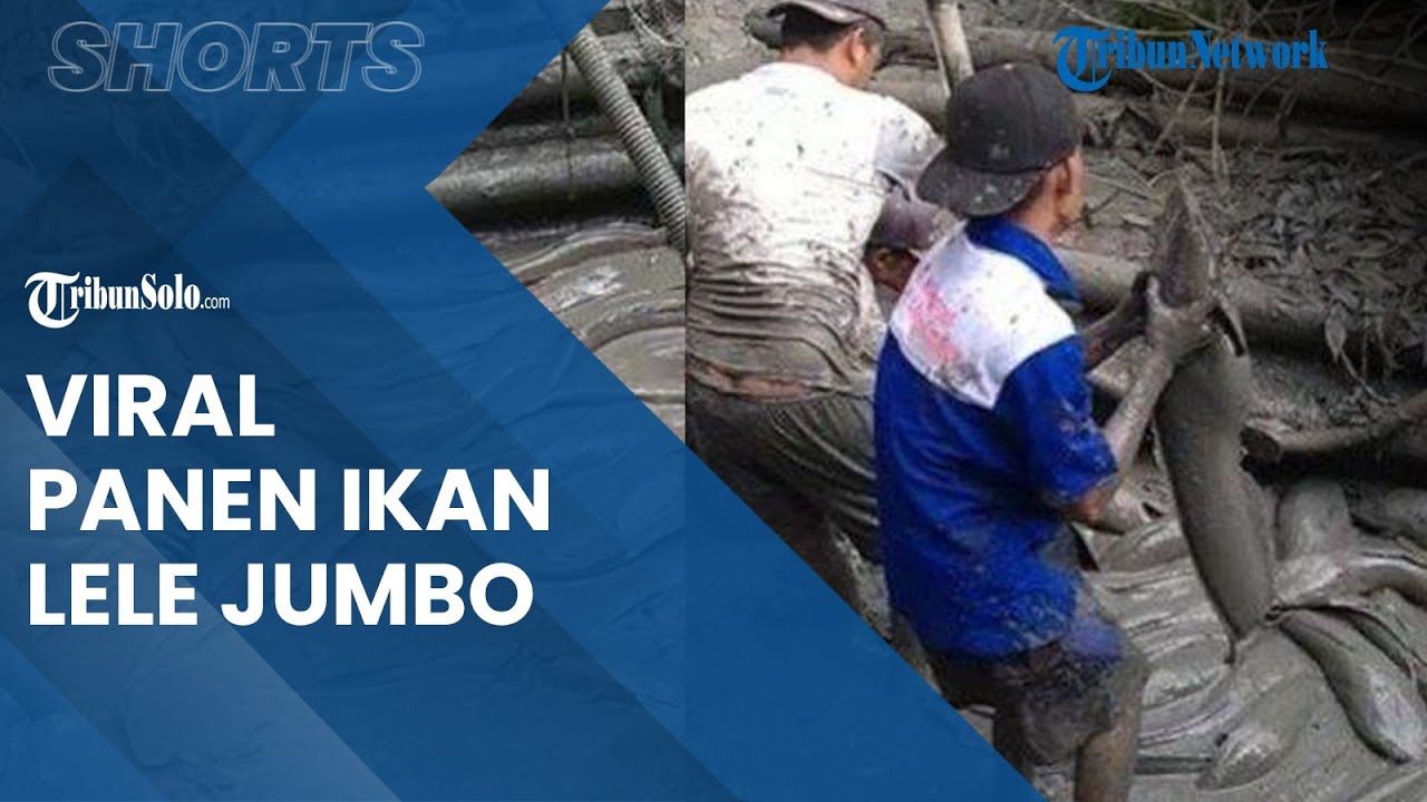 Viral Video Pria Panen Ikan Lele Jumbo, Ternyata Dikasih Makan Bukan ... Viral Video Pria Panen Ikan Lele Jumbo, Ternyata Dikasih Makan Bukan ...