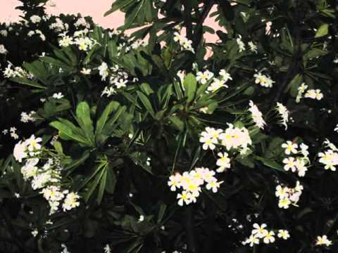 flora of Hawaii 2010
