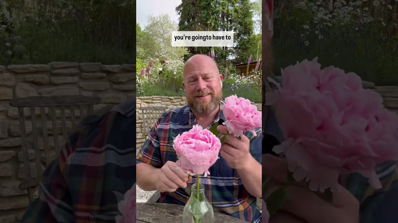 Welcome to my personal growing review of  peony ‘‘Sarah Bernhardt’ #gardenerben