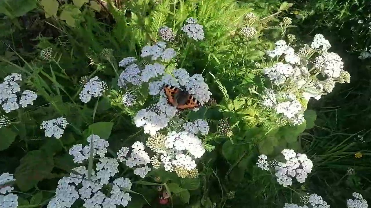 Ruby Beauty - Dwarf Raspberry