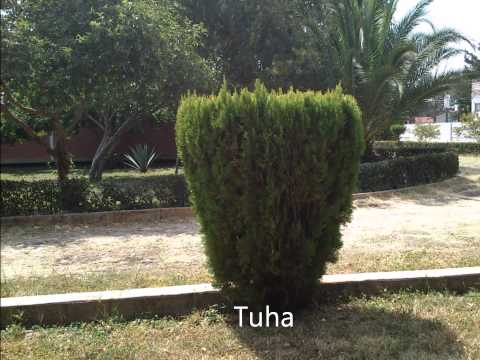 FLORA TEC