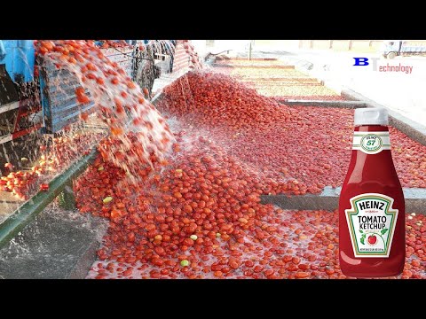 How Tomato Ketchup Is Made, Tomato Harvesting And Processing Process With Modern Technology