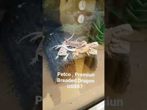 Asst Premium Breaded Dragon, NYC Petco