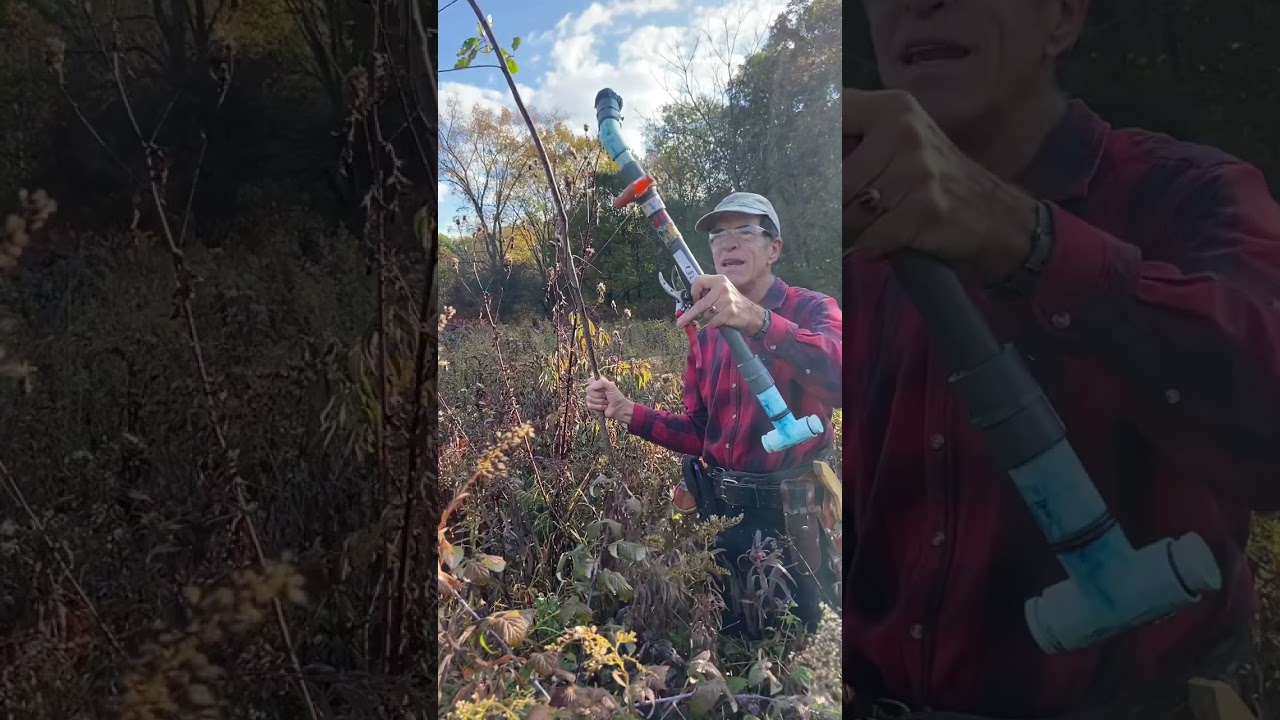 Treatment of a glossy buckthorn with glyphosate