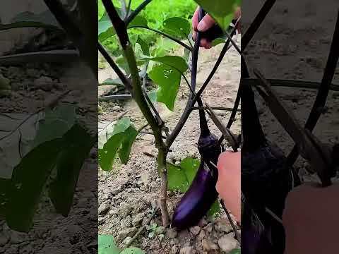 The pruning process of eggplant trees, with good methods, can increase yields