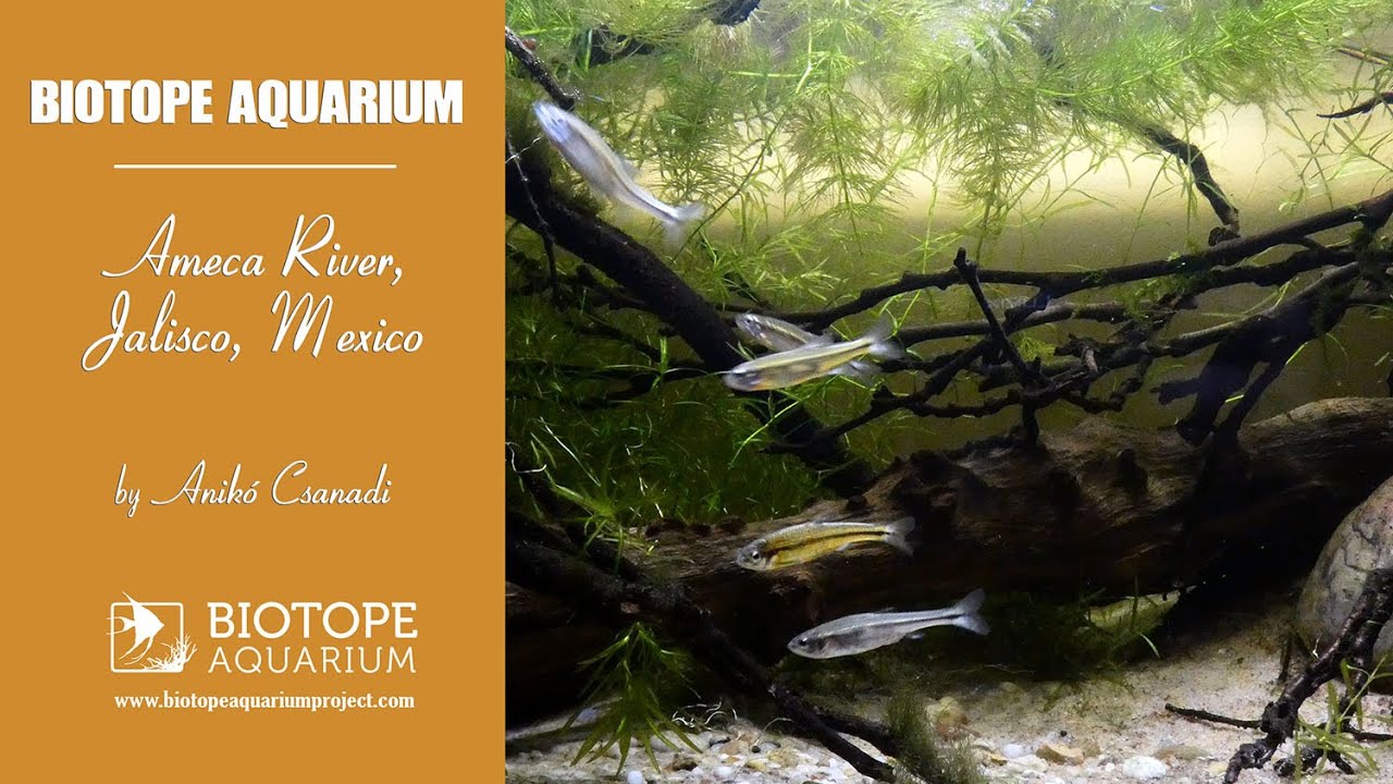 Ameca River, Jalisco, Mexico - BAP