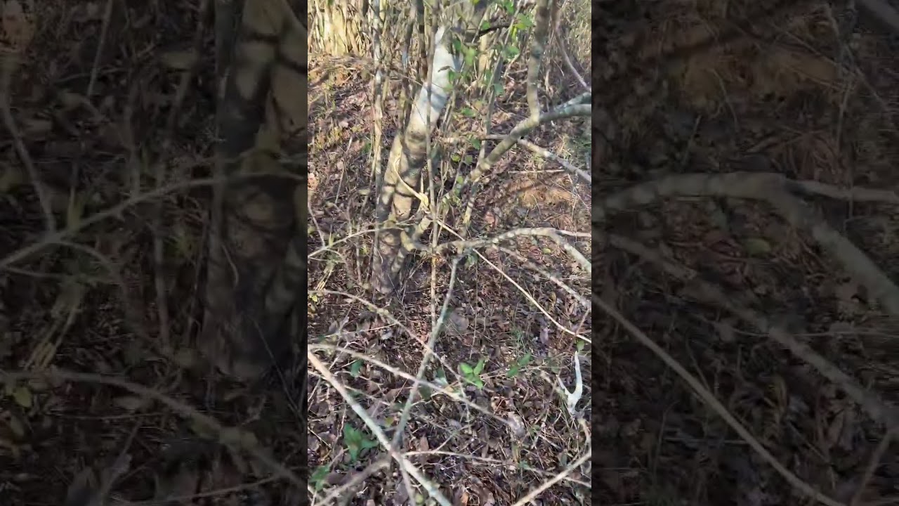 Finding a poachers deer on my land #shorts #duckhunting #deerhunting #hunting #fishing #bowhunting