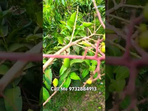 how to Jinder Long Mango Trees #howtonicenursery