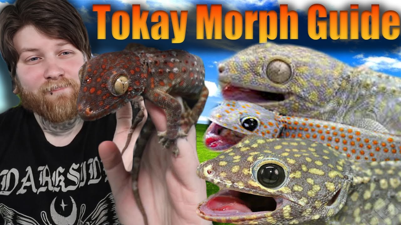 Full Tokay Gecko Morph Guide Part 2