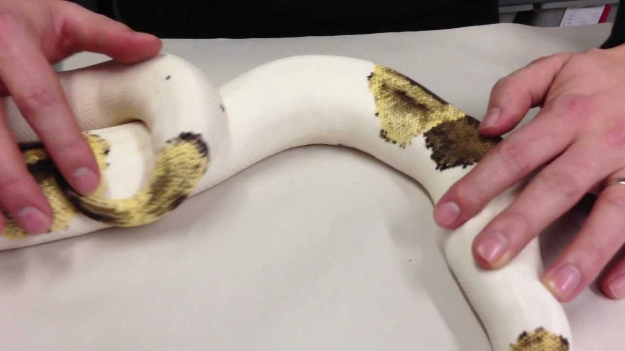 Morphs 101 - Update: Pyro Pied