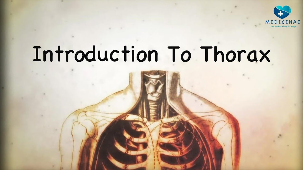 Introduction to the Thorax: Key Bony Landmarks Explained