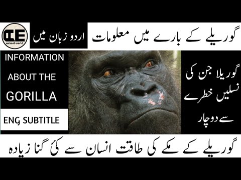 Facts About Gorilla In Urdu, Hindi And English | Information About Gorillas