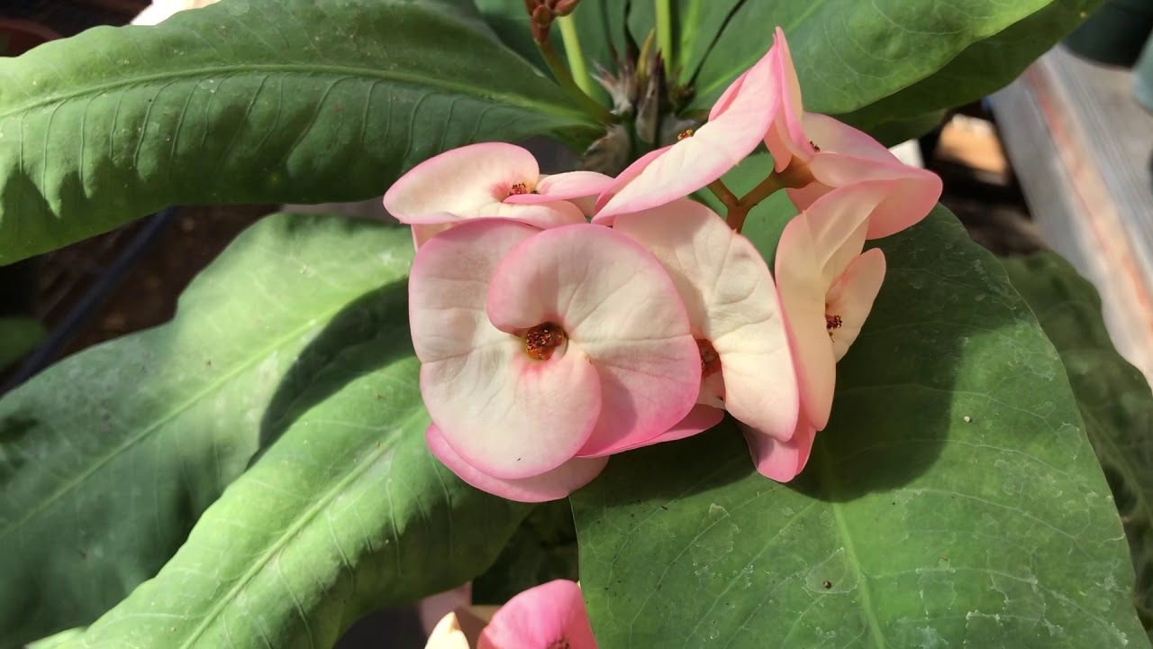 La Princesa Blanca,, 12/3/18