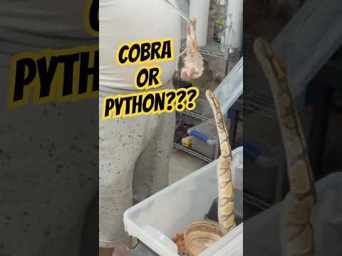 Aggressive Feeding Response or Cobra Impression?!