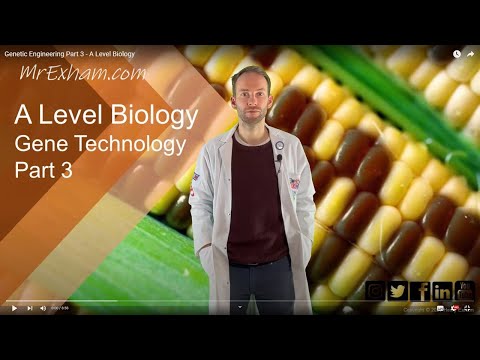GM Soya and GM debate - Genetic Engineering Pt 3 - A Level Biology