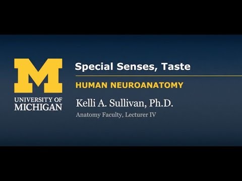 Nervous System: Special Sense of Taste