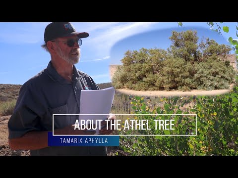 Story time and facts of the Athel tree (Tamarix aphylla)