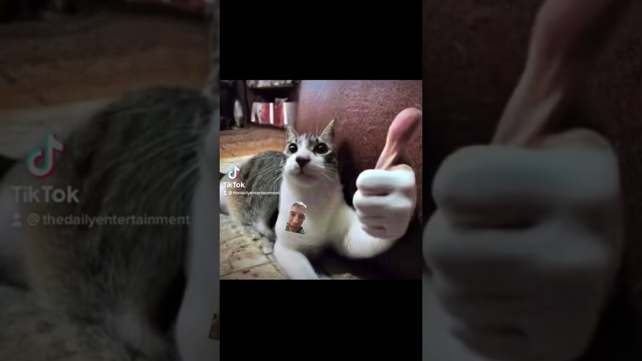 This cat is giving you a thumbs up
