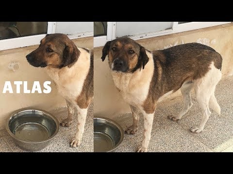 Atlas - Loved at Last Dog Rescue