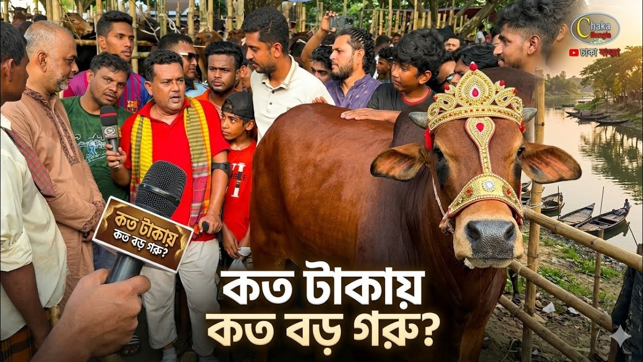 Who? For how much money! How big a cow did you buy? From Hazratpur Haat! Qurbani cow price 2026
