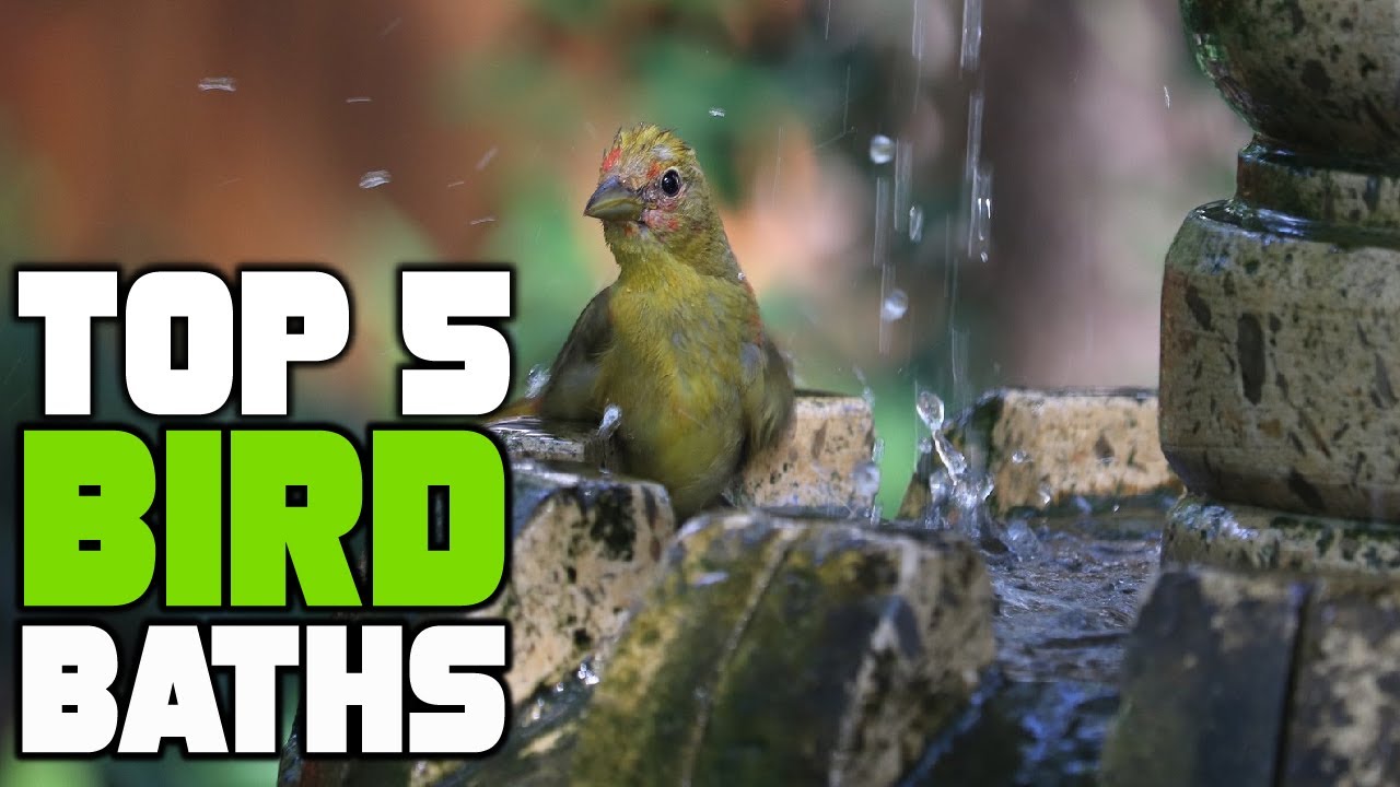 Best Bird Bath Reviews 2026 | Best Budget Bird Baths (Buying Guide)