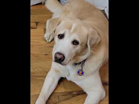 Best sad puppy dog face ever