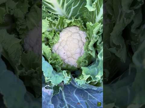 Grow CLEAN White Cauliflower at Home with THIS ONE Simple Trick🥦#shorts