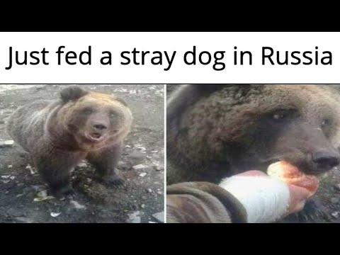 Dog Memes