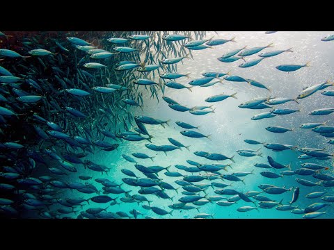 WTO Negotiations on Fisheries Subsidies: Explained