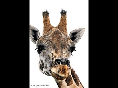 The Five Stages of a Giraffe Stuck in Quicksand | Dharma Goddess: The ...