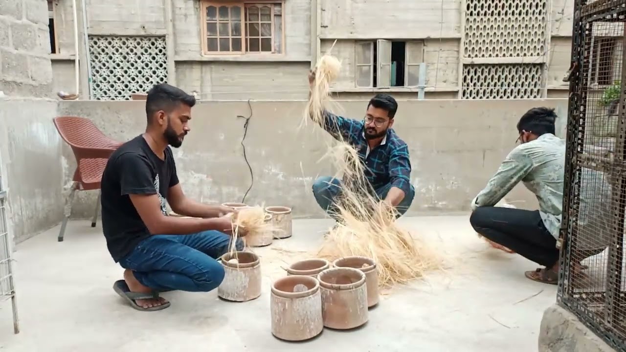 How to make nesting of java sparrow | Java breeding information