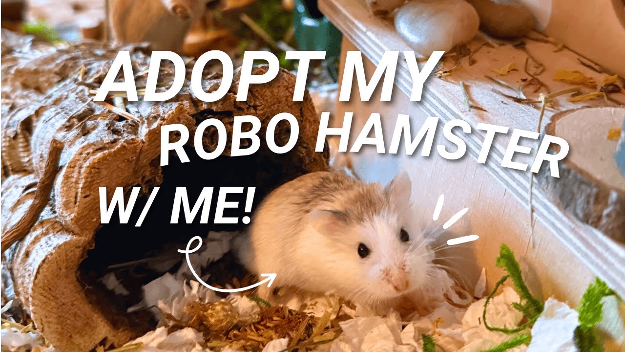 Adopt my ROBO HAMSTER w/ me! 🌾 🐹| haul & cage setup | Noelle Alexandria