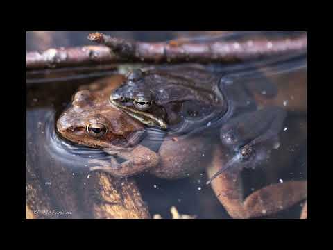 The Croaking Chorus of the Wood Frog