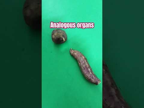 Analogous Organs: Uncovering the Similarities between Potatoes and Sweet Potatoes #education