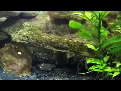 Bumblebee Jelly Cat, with Loaches and Gouramis