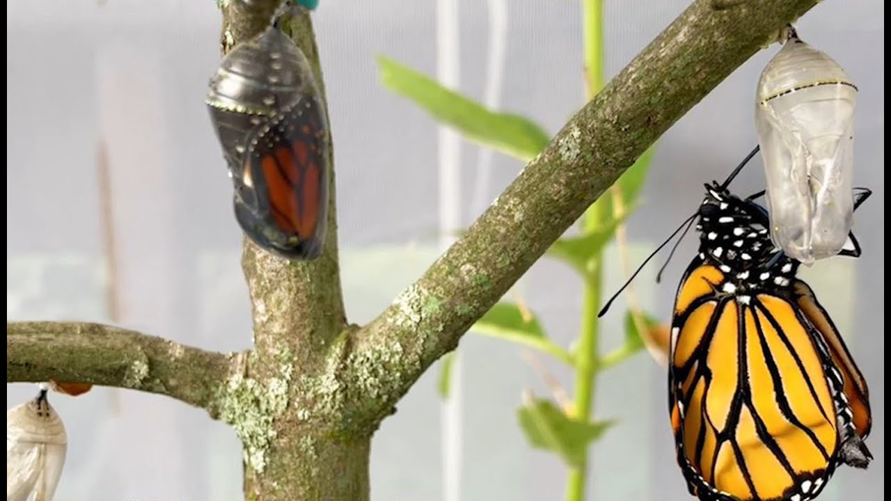 Monarch Butterfly Emerging Time -Lapse Compilation