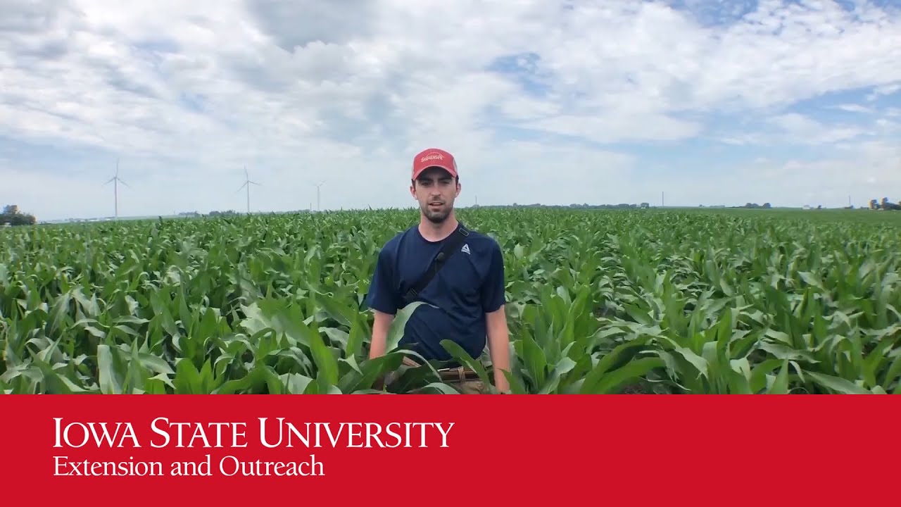 Corn Edge Effect Research