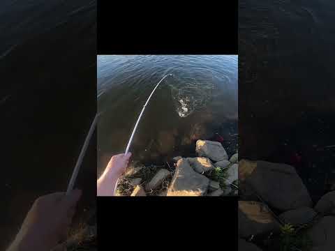 Hickory Shad Fishing is Fun