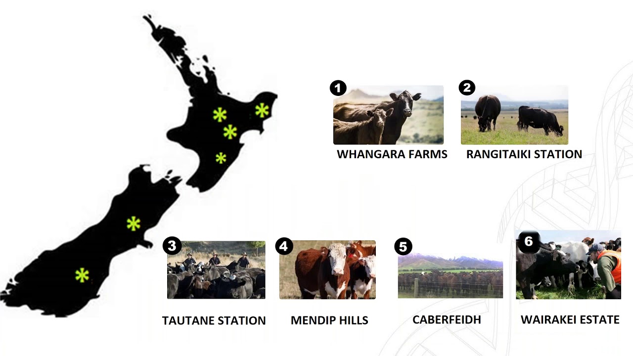 Webinar - Better beef breeding: increasing profitability through genetics