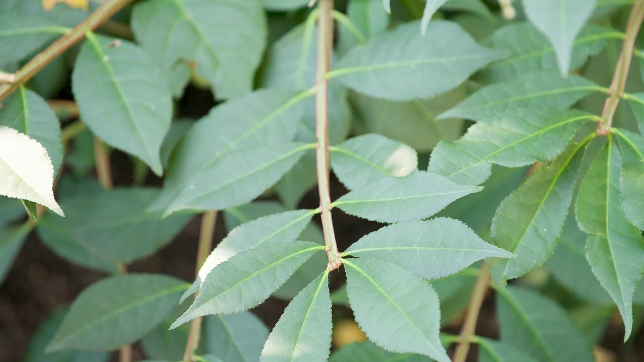 Euonymus alatus  - Winged Euonymus