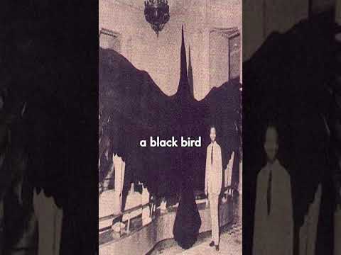 Why Are People Scared of This Bird? #cryptids #monster #interestingfacts #scary #myths