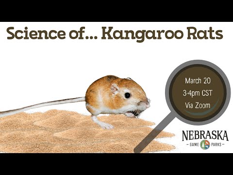 Science of...Kangaroo Rats