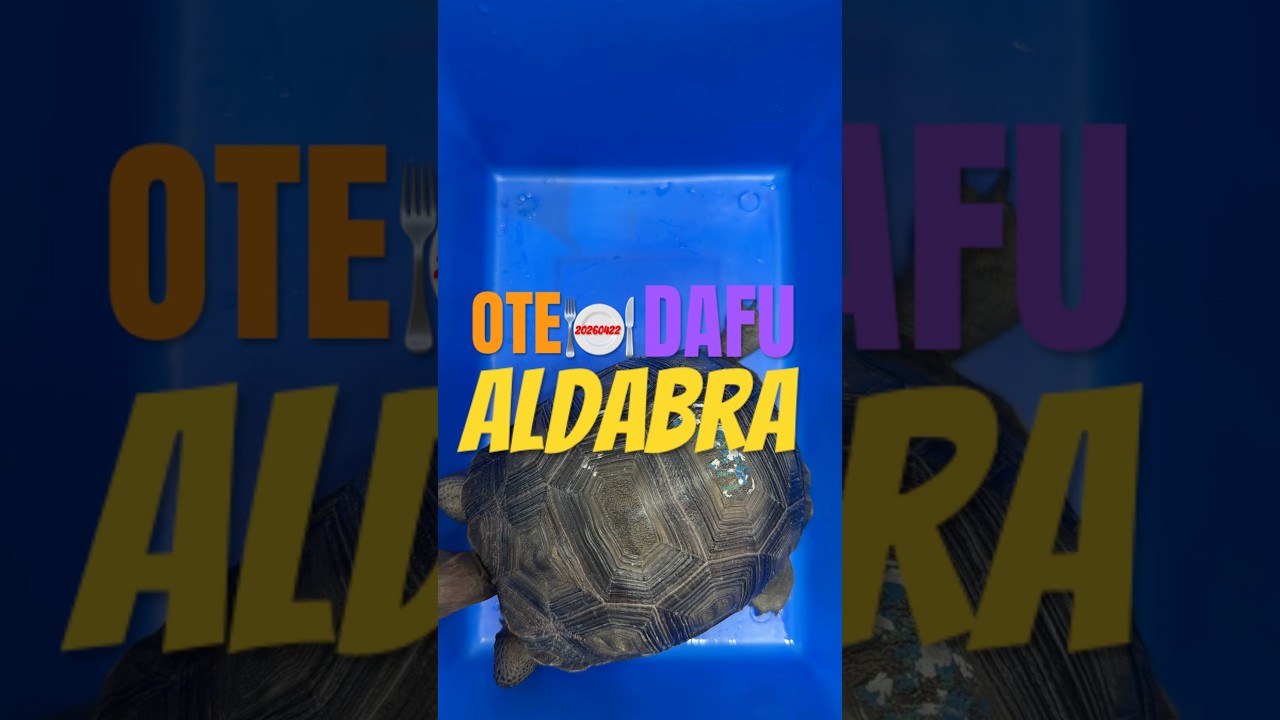 0422壹龜食🍽️大福🟨#pets