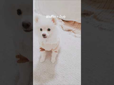 Puppy photoshoot πΈ#pomeranian #puppy #dogfashion #cutedog #dog #doglife #dogmom #cute