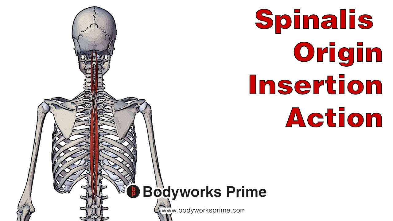 Spinalis Anatomy: Origin, Insertion & Action